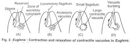 bsc 1st year protozoa euglena monocystis and paramecium short question ...