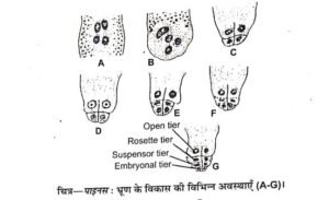 Fertilization In Pinus BSc Botany Notes Question Answer