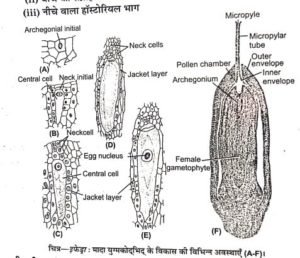 Development Of Female Gametophyte In Ephedra BSc Botany Notes